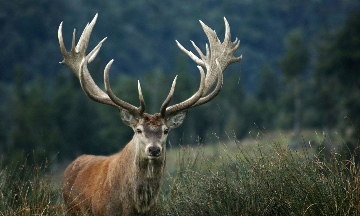 Cerfs du Royaume - Zone boréale